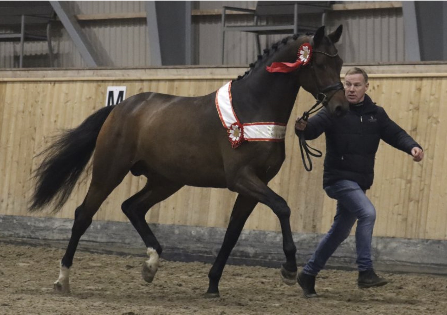 DV-hingst bedst i test i Tørring.