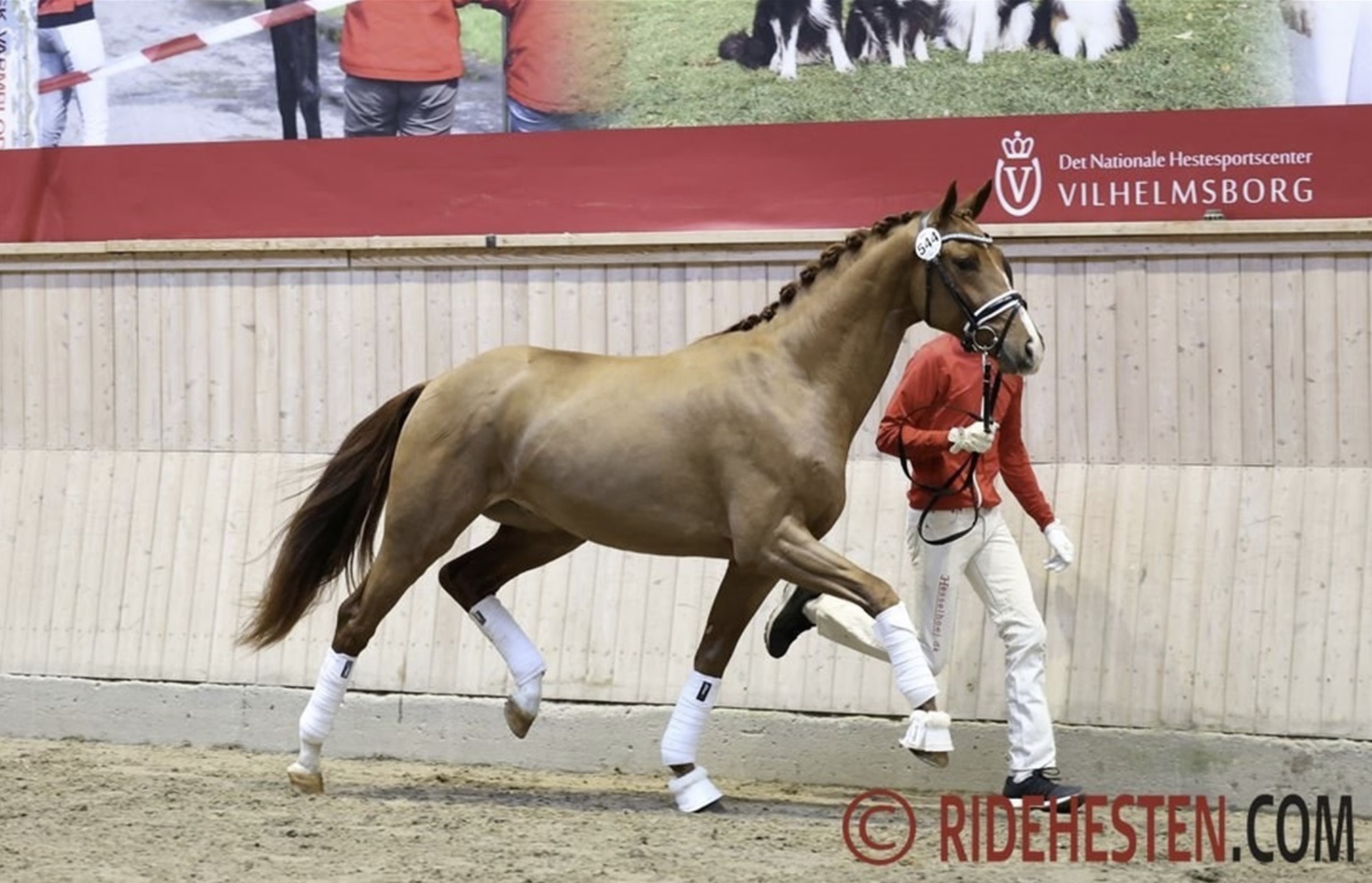 Fem springhingste mere til Herning