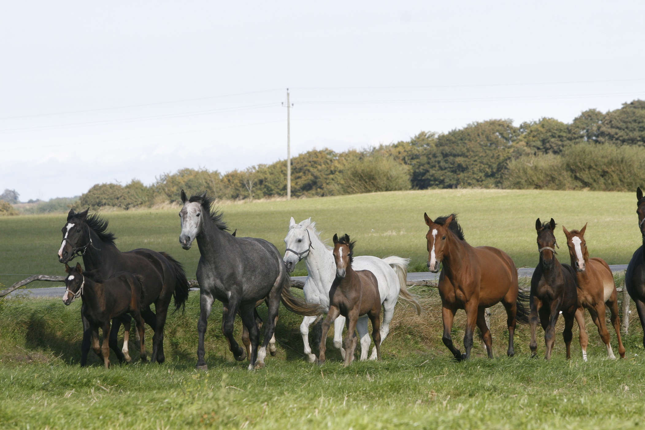 Brunst, sæd og ifoling - fakta eller forestilling?
