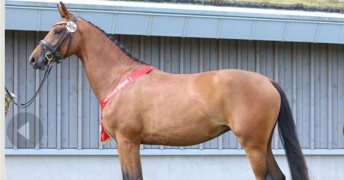 Otte spring-hopper udtaget til Eliteskue på Stutteri Ask