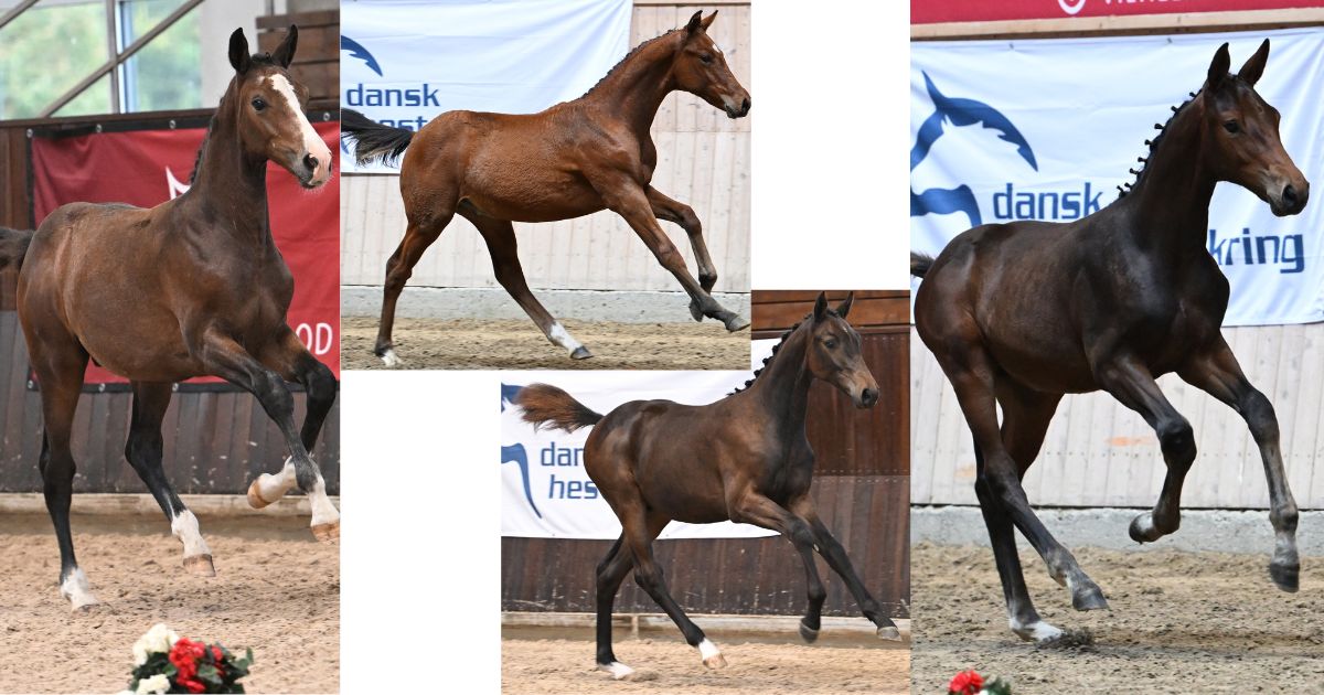 Kommende springstjerner på auktion?