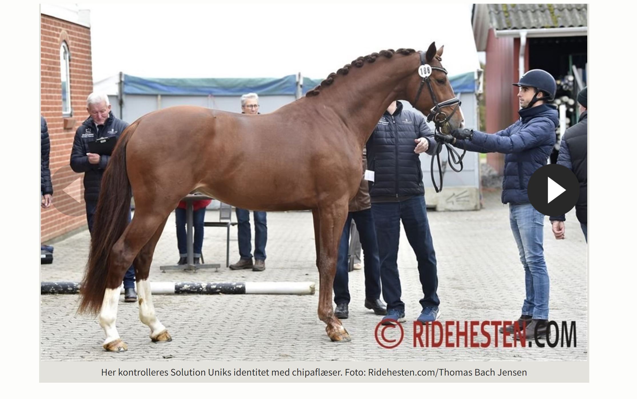 15 hingste indsynet i Tørring
