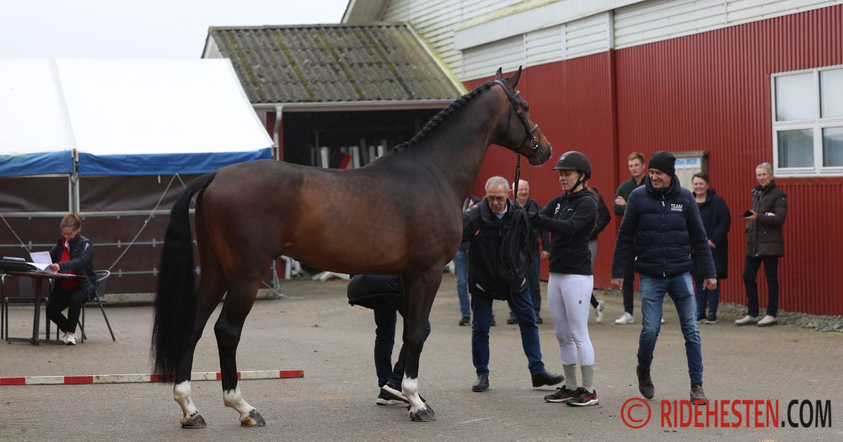 Flot indsyning af springhingstene