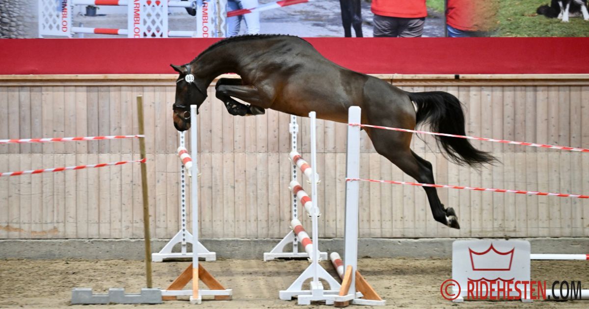 10 springhingste udtaget på Vilhelmsborg