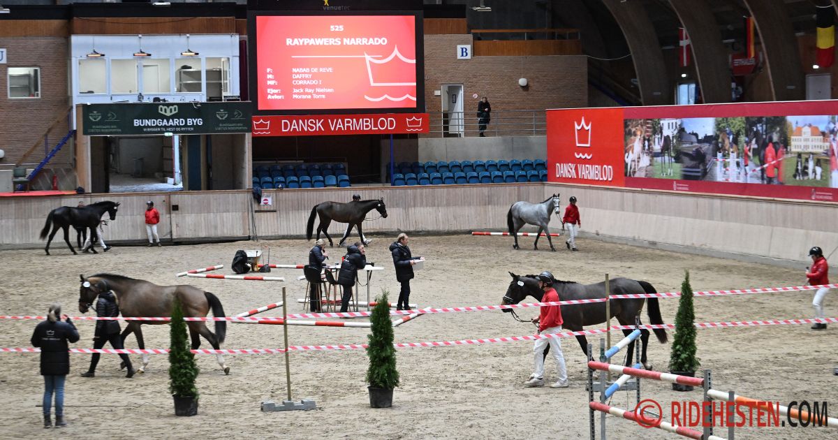 Har du en hingst til efterkåring?