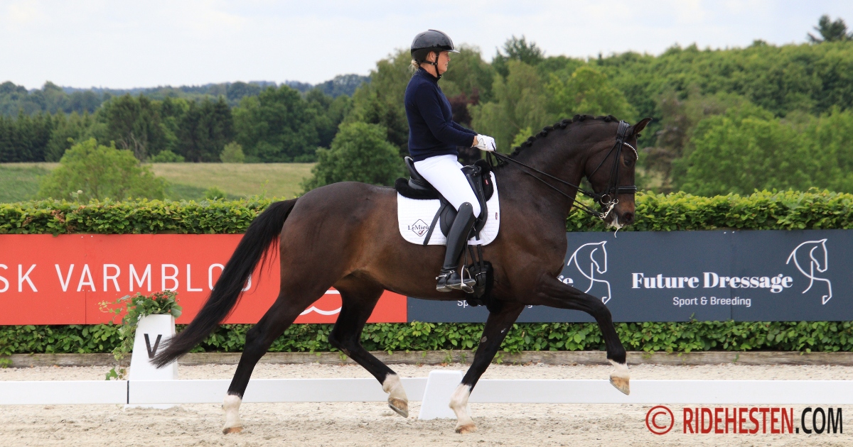 20 syv-årige heste til UVM-udtagelse